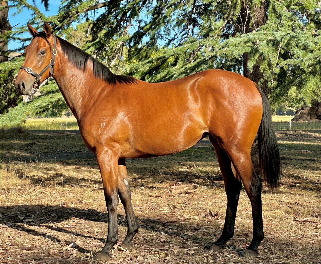 Wandjina x Bise '23 - AJ Chambers Racing